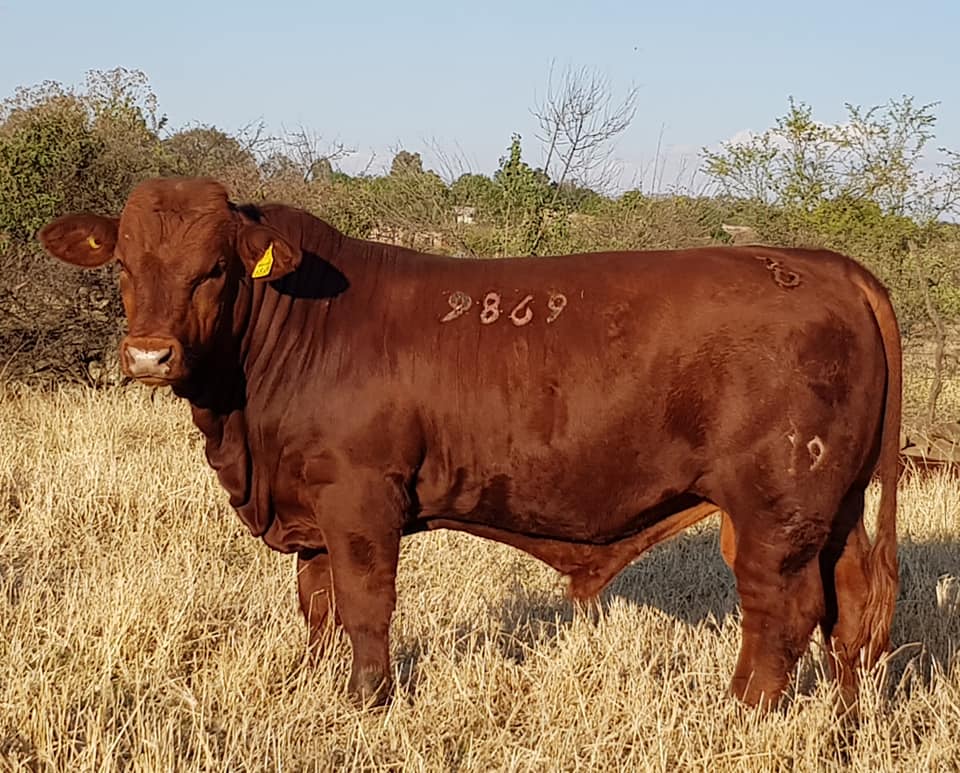 Beefmaster – TumbaPato®