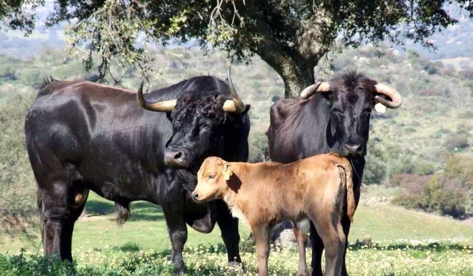 Genéticamente ¿Qué es más importante? ¿el toro o la vaca? – TumbaPato®