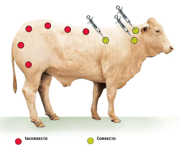 9 pasos para inyectar de manera correcta al ganado – TumbaPato®