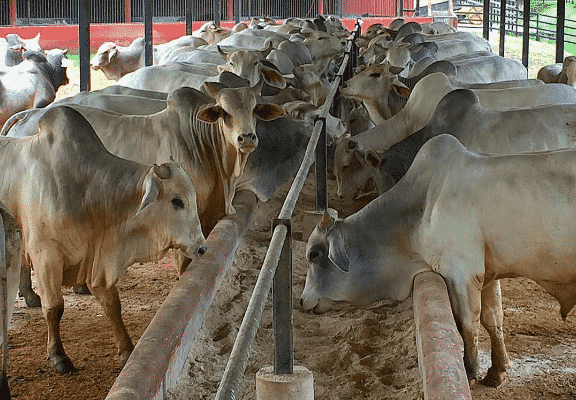 Manejo de ganado bovino productor de carne estabulado – TumbaPato®