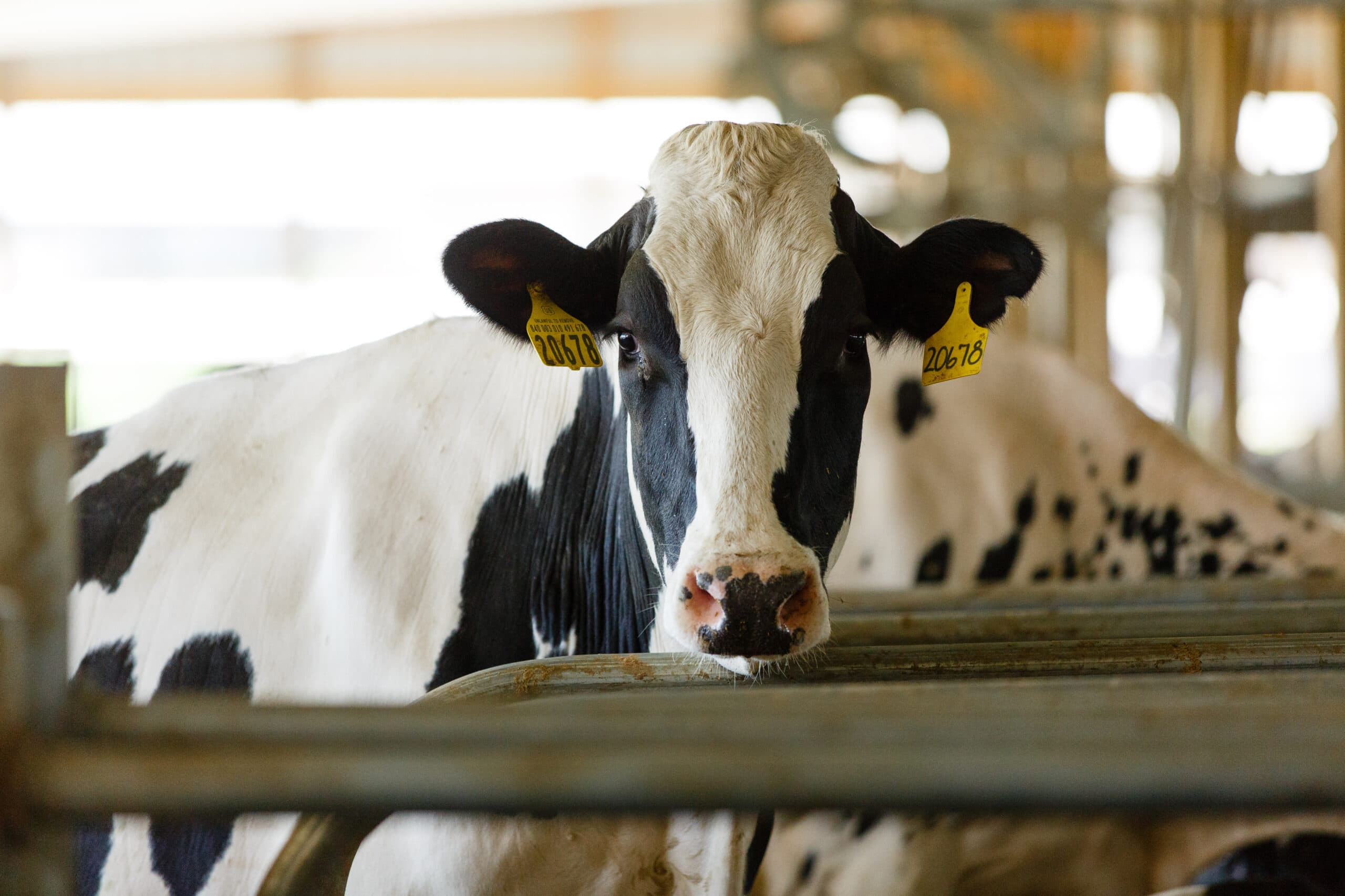 5 Steps to Prevent Inflammation in Transition Cows – TumbaPato®