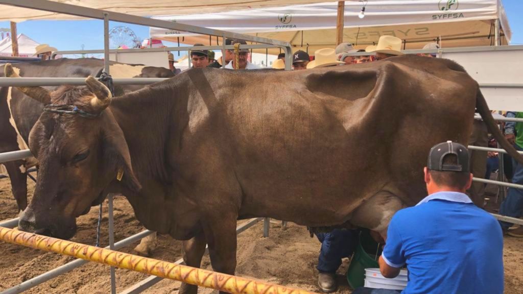 El Rol Fundamental del Rastrojo de Maíz en la Alimentación de la ...